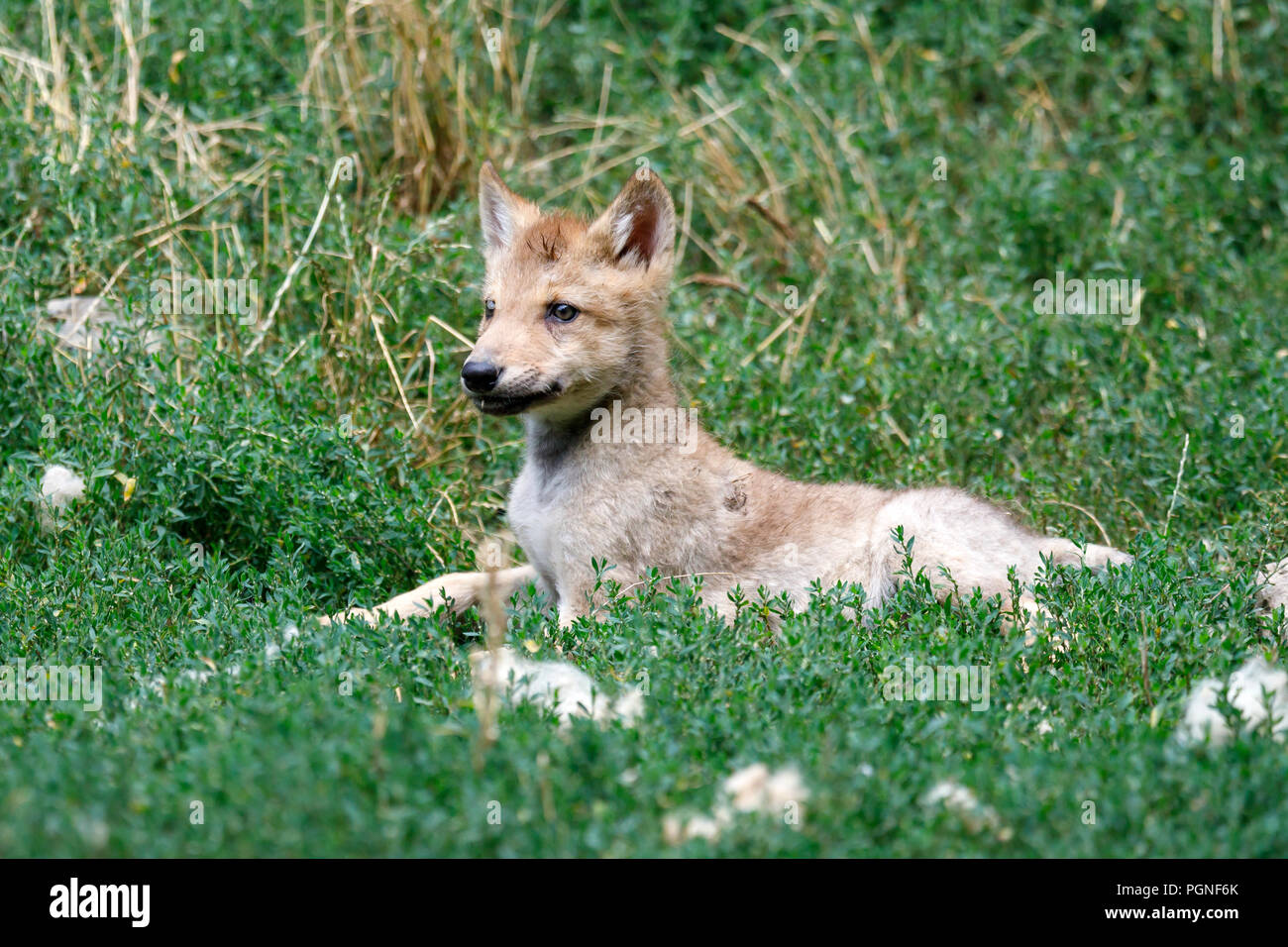 Algonquin wolf canis lupus lycaon hi-res stock photography and images ...