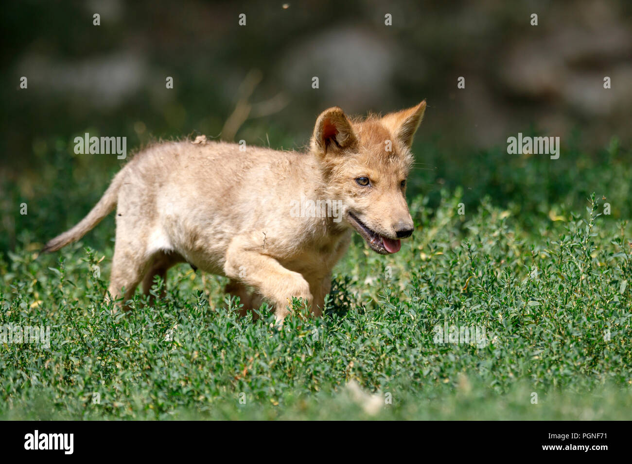 Algonquin wolf canis lupus lycaon hi-res stock photography and images ...