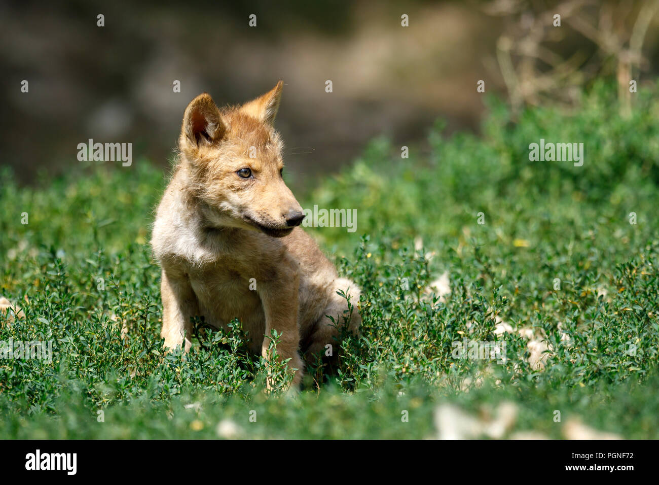 Algonquin wolf canis lupus lycaon hi-res stock photography and images ...