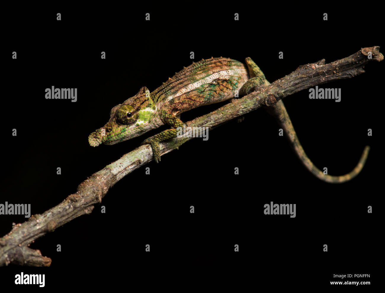 Chameleon (Calumma fallax), sits on branch, rainforest, Andasibe ...