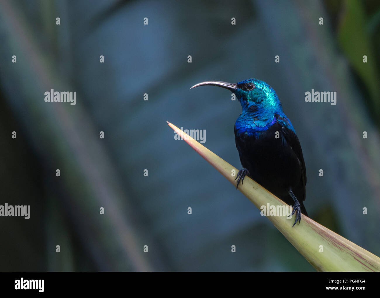 Sunbird (Nectariniidae), sits on leaf, rainforest eastern Madagascar ...