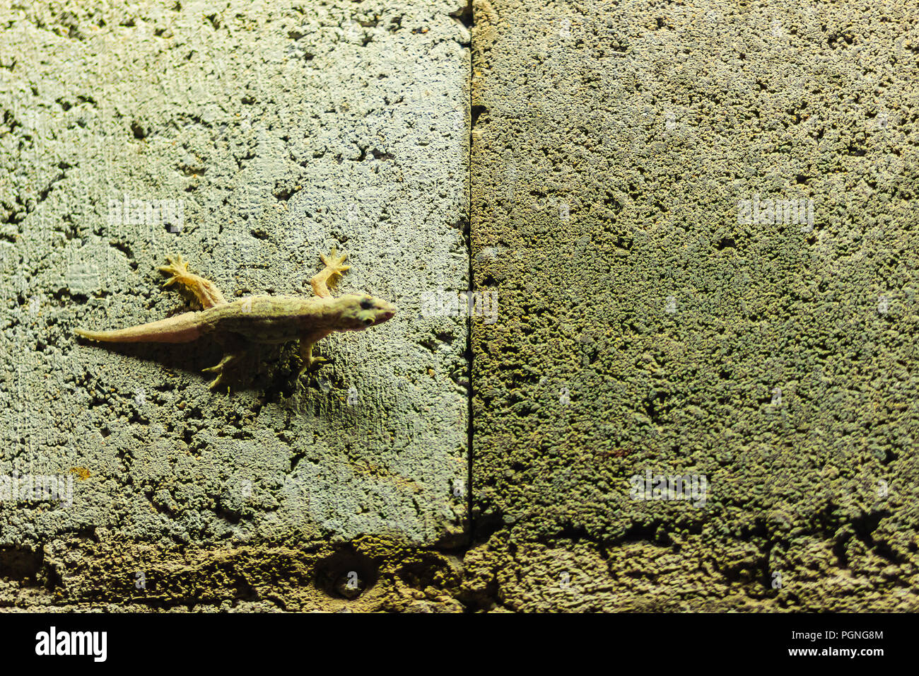 Close up lizard on the brick wall at night. Abstract background brick ...