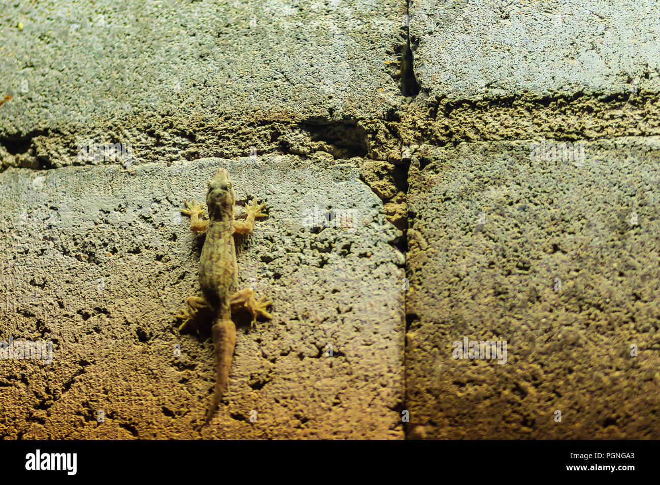 Close up lizard on the brick wall at night. Abstract background brick ...