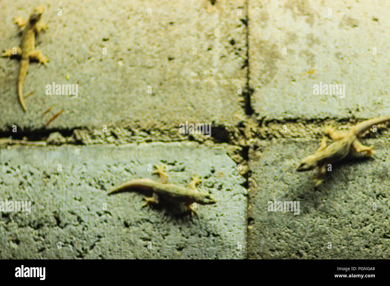 Close up lizard on the brick wall at night. Abstract background brick ...