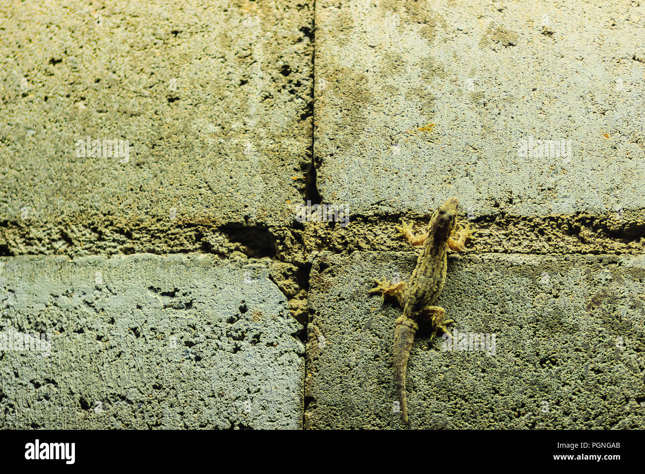 Close up lizard on the brick wall at night. Abstract background brick ...