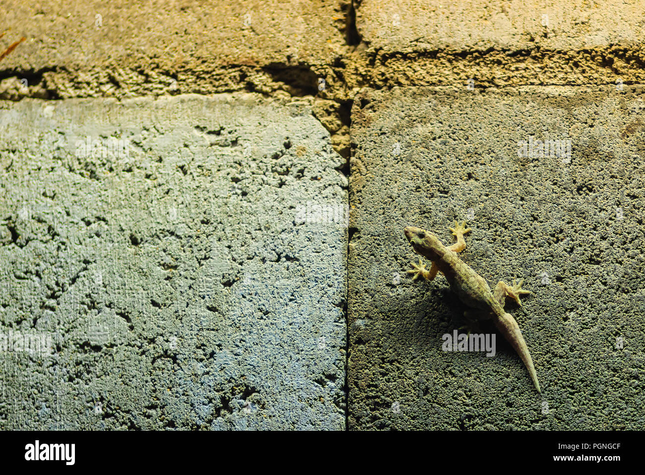 Close up lizard on the brick wall at night. Abstract background brick ...
