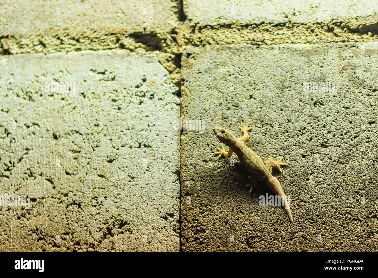 Close up lizard on the brick wall at night. Abstract background brick ...