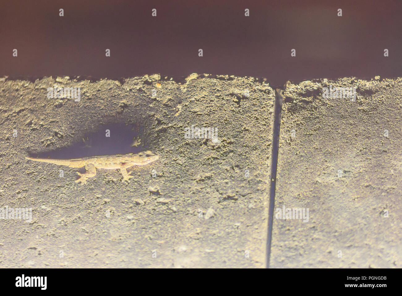 Close up lizard on the brick wall at night. Abstract background brick ...