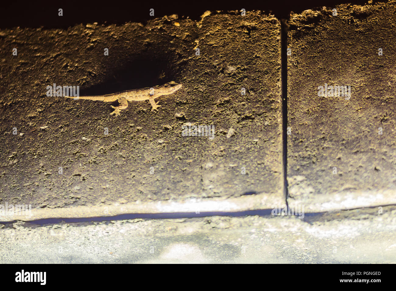 Close up lizard on the brick wall at night. Abstract background brick ...