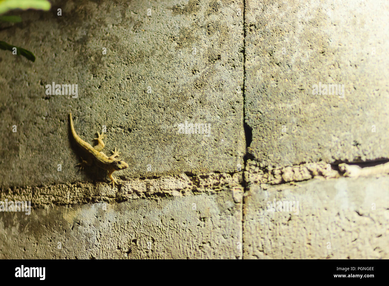 Close up lizard on the brick wall at night. Abstract background brick ...