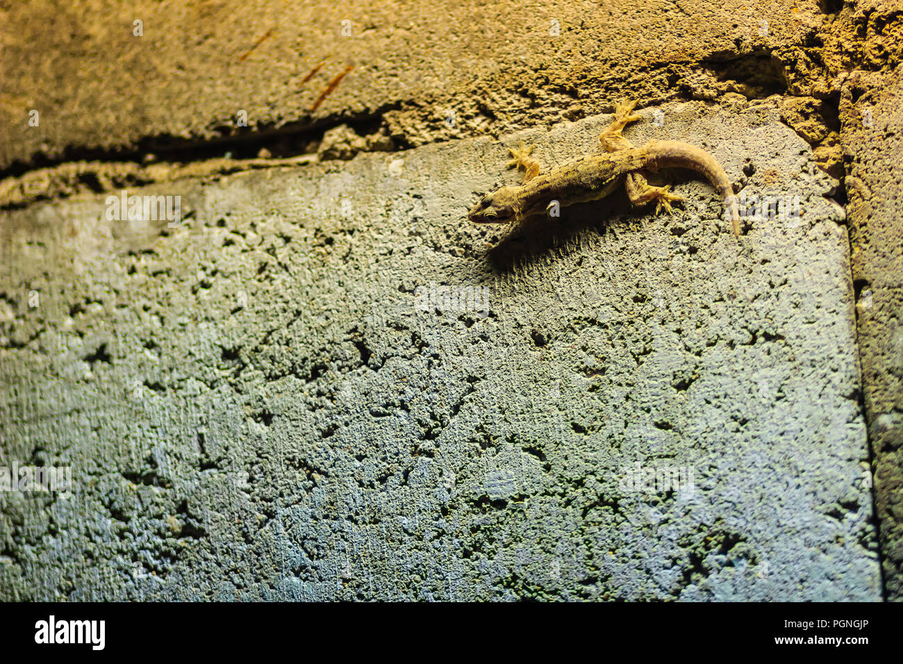 Close up lizard on the brick wall at night. Abstract background brick ...