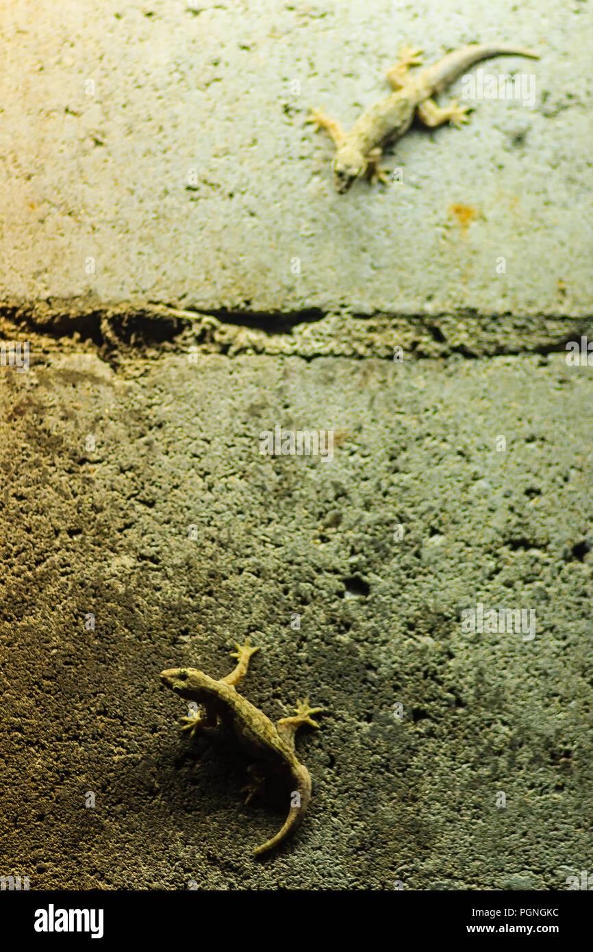 Close up lizard on the brick wall at night. Abstract background brick ...