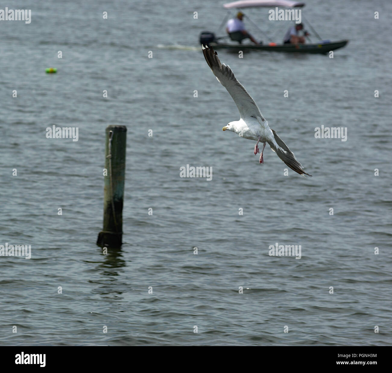 Seagull flying low over water Stock Photo - Alamy