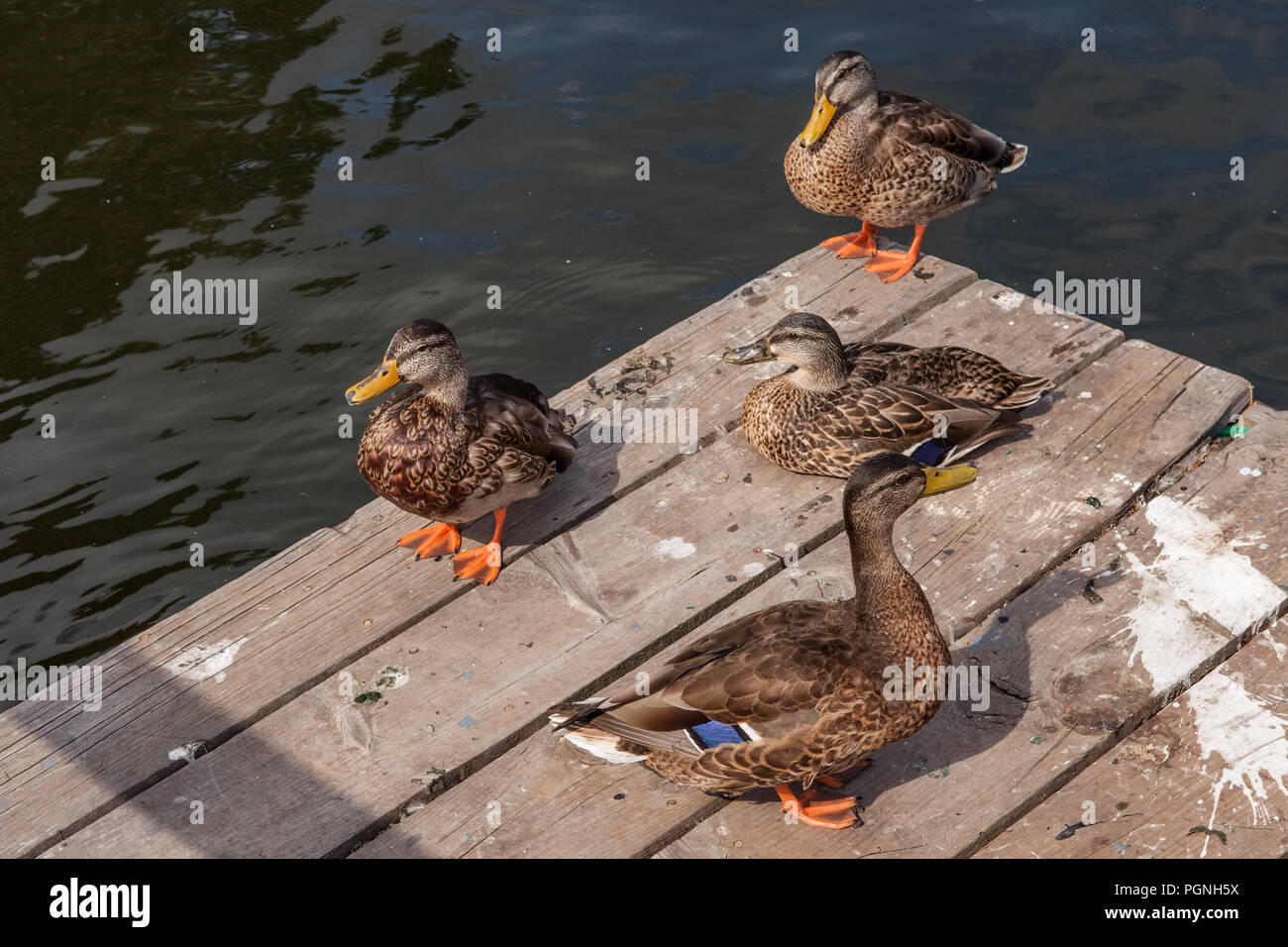 Ducks sitting on the dock in Camden, Maine Stock Photo - Alamy