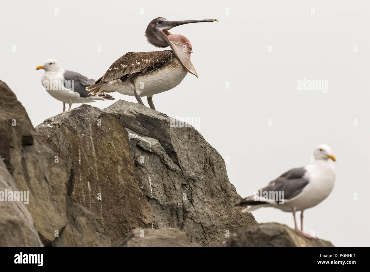 Big yawn hi-res stock photography and images - Alamy