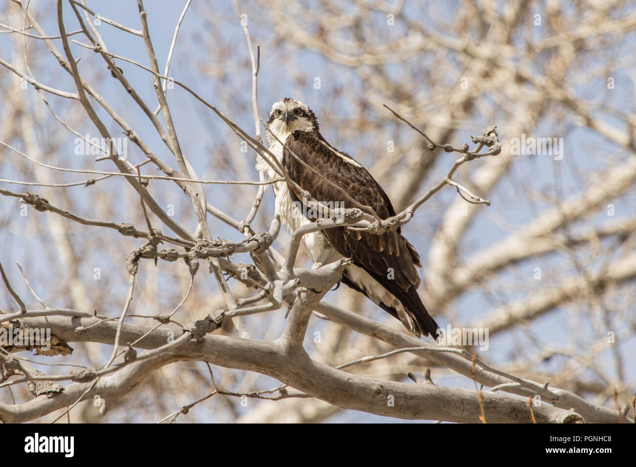 Osprey tree limb hi-res stock photography and images - Alamy