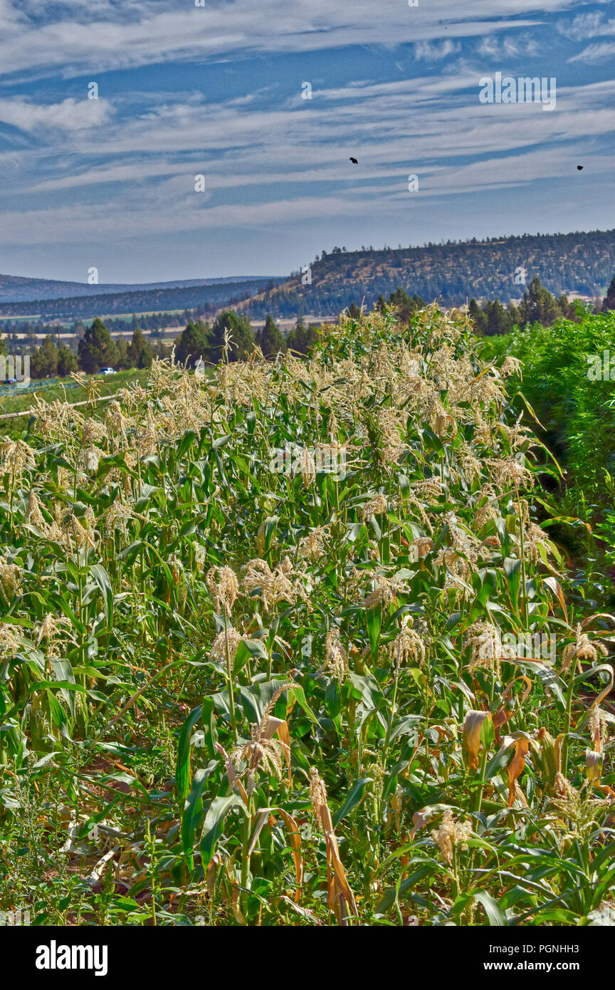 Farm landscape corn hi-res stock photography and images - Alamy