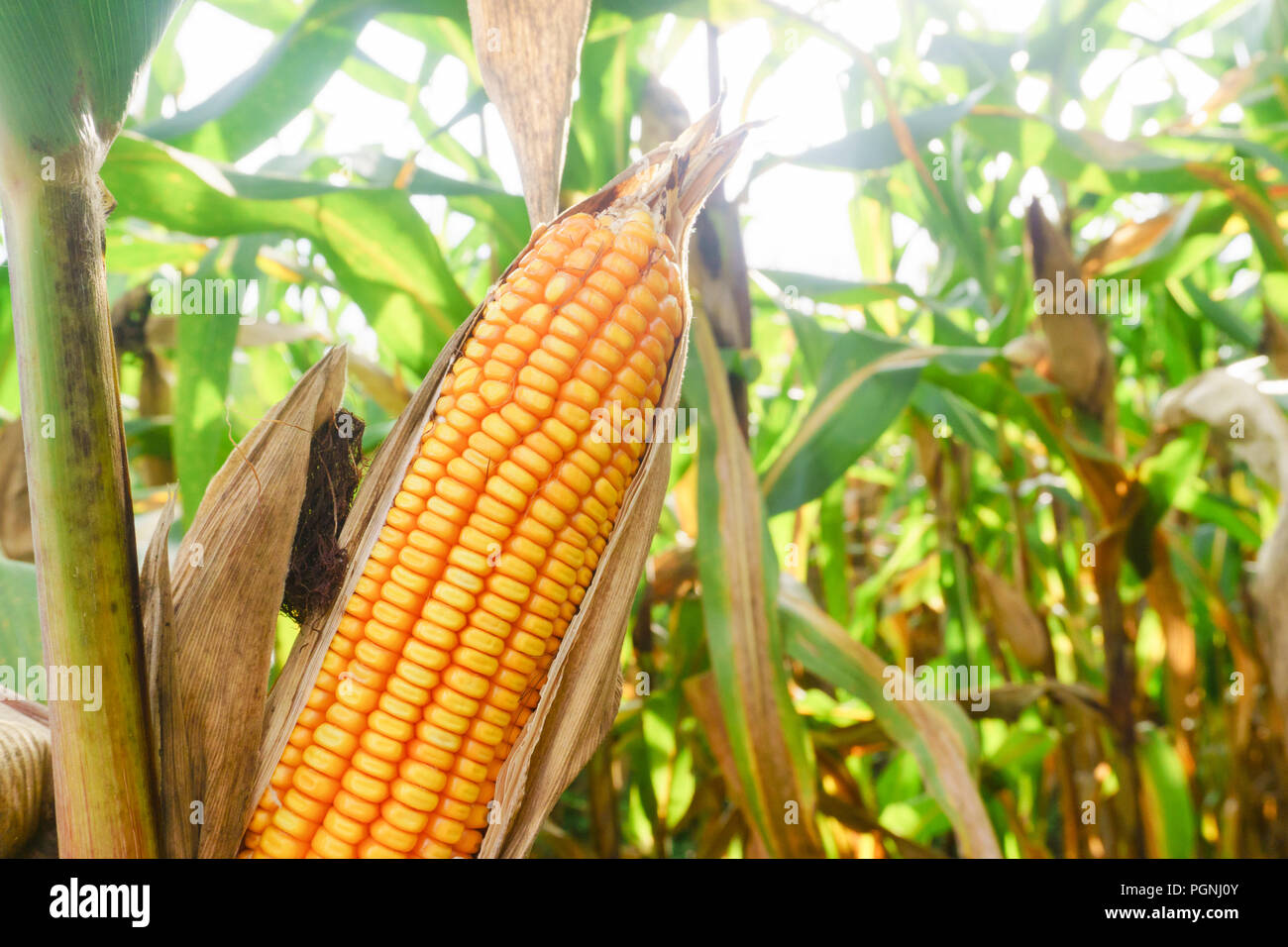 Fresh corn cob on tree hi-res stock photography and images - Alamy
