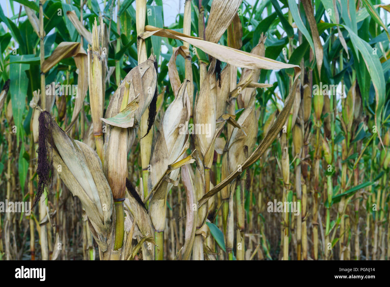 close up corn pods on the tree with harvest Stock Photo - Alamy