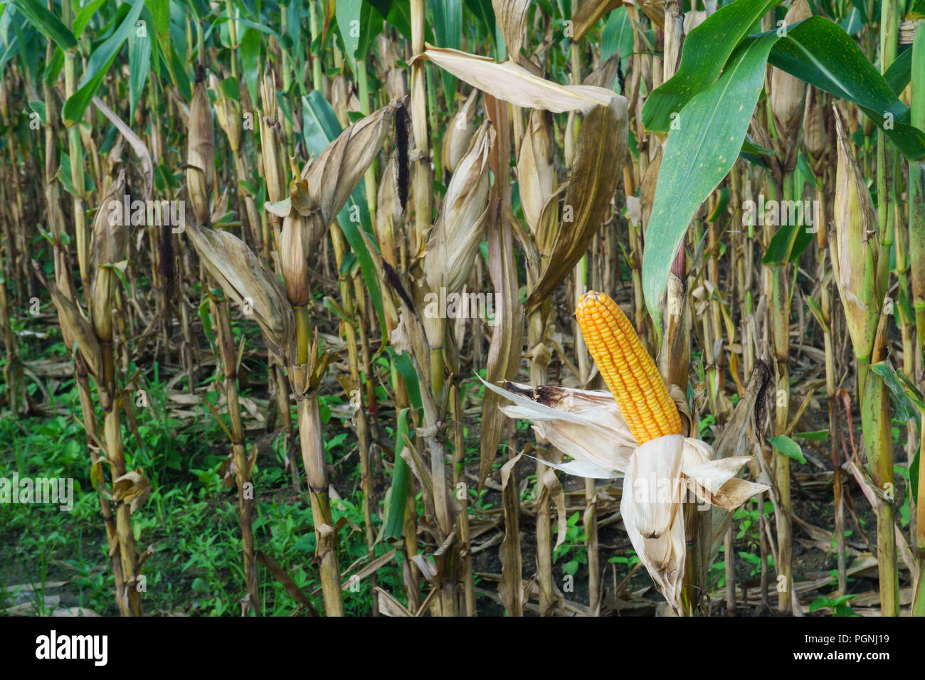 I used to cut the leaves corn to plant chili Stock Photo - Alamy