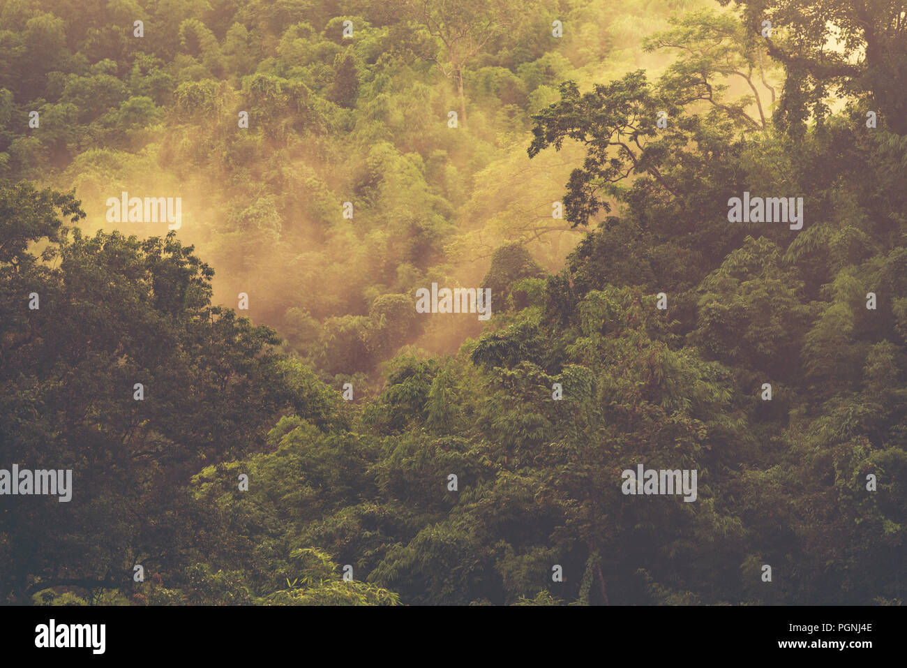 tropical forest layers Stock Photo - Alamy