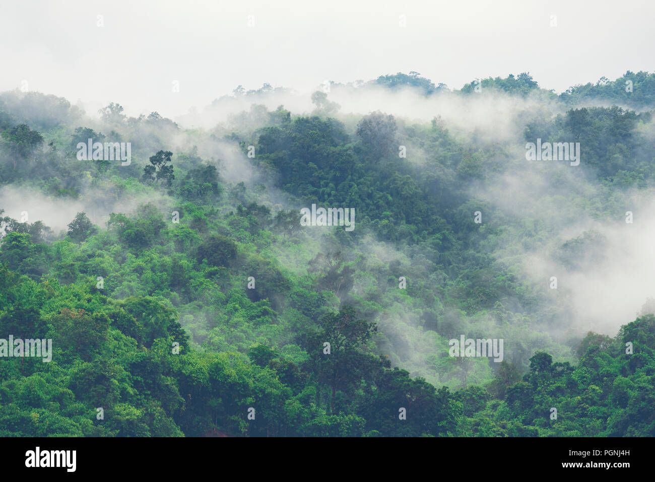 deep tropical forest, canopy tree and fog Stock Photo - Alamy