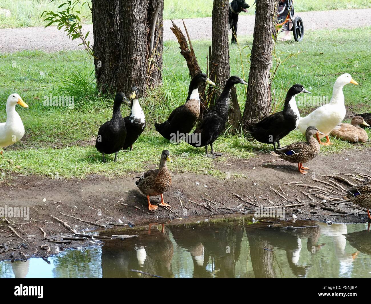 Ducks and labrador dog, in front of a water feature, all looking in the ...