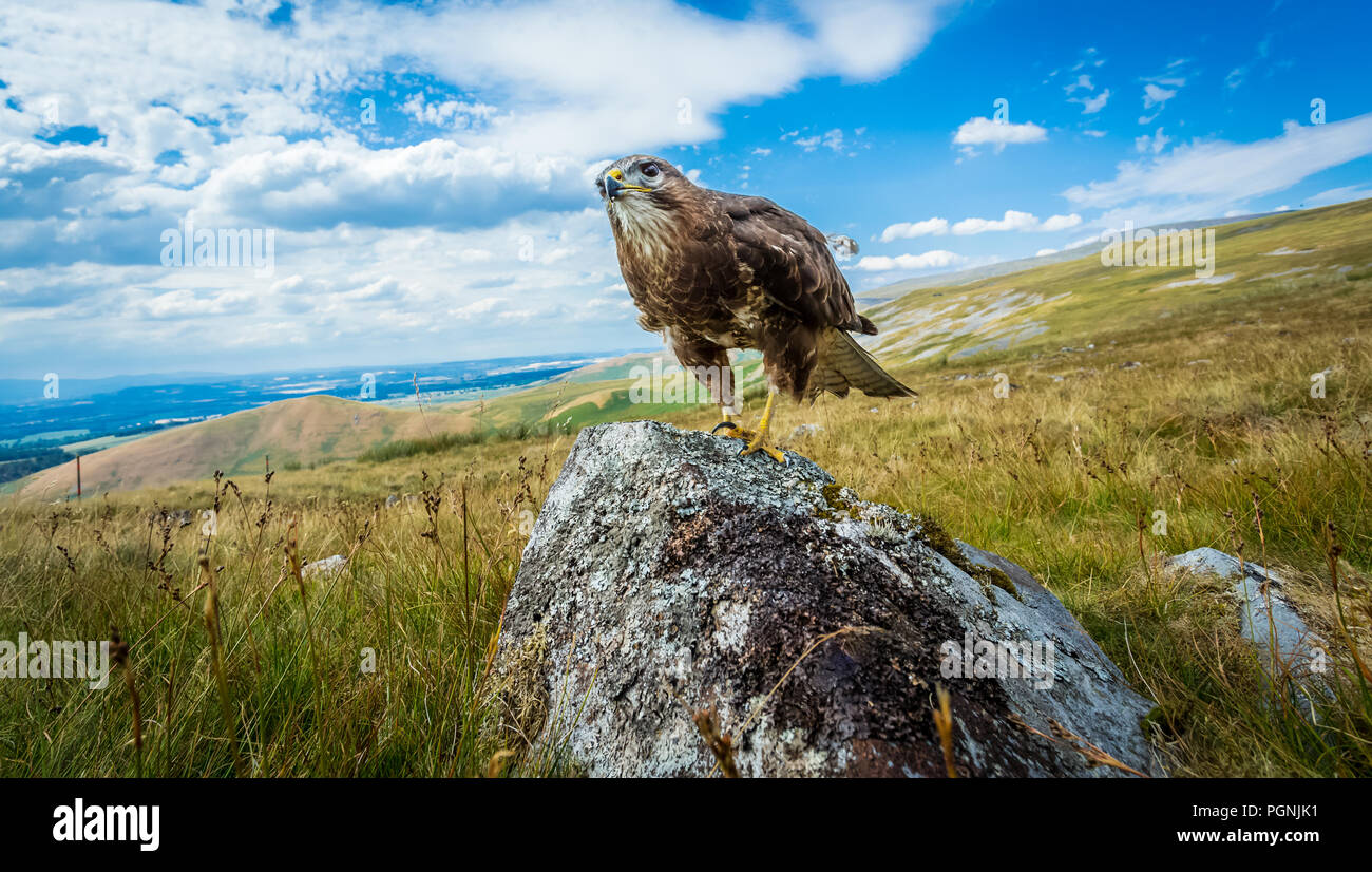 Common buzzard hawk hi-res stock photography and images - Alamy