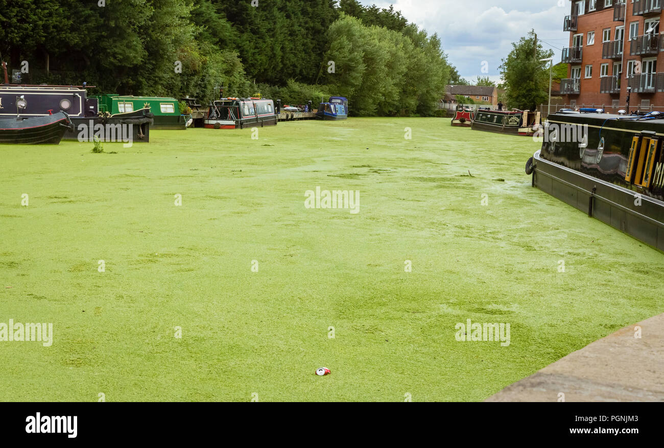 Blue green algae uk hi-res stock photography and images - Alamy