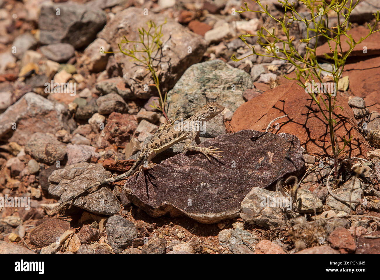 Rust colored lizard hi-res stock photography and images - Alamy