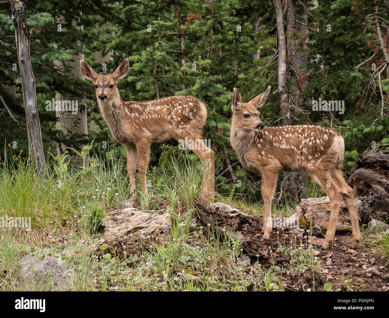 Two Sibling Mule Deer Fawns Stock Photo - Alamy