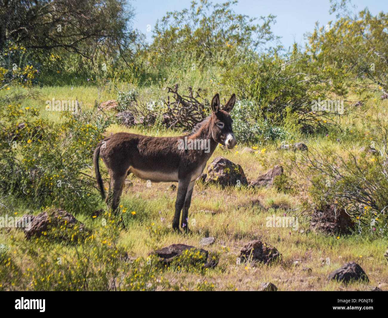 Arizona Burro Standing In A Rock Green Field Stock Photo - Alamy