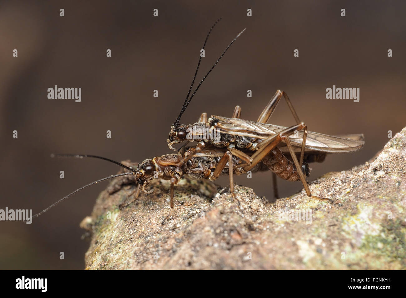 Stoneflies hi-res stock photography and images - Alamy