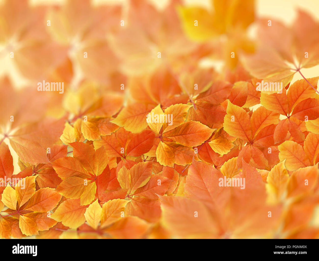 Fall background symphony. Colorful red and orange autumn leaves with ...