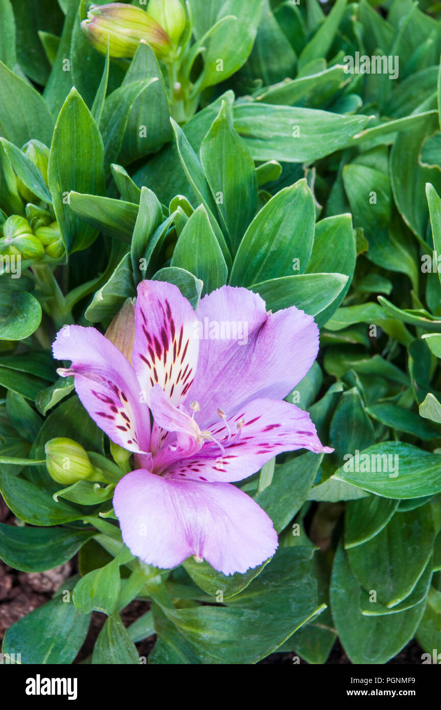 Inca lily hi-res stock photography and images - Alamy