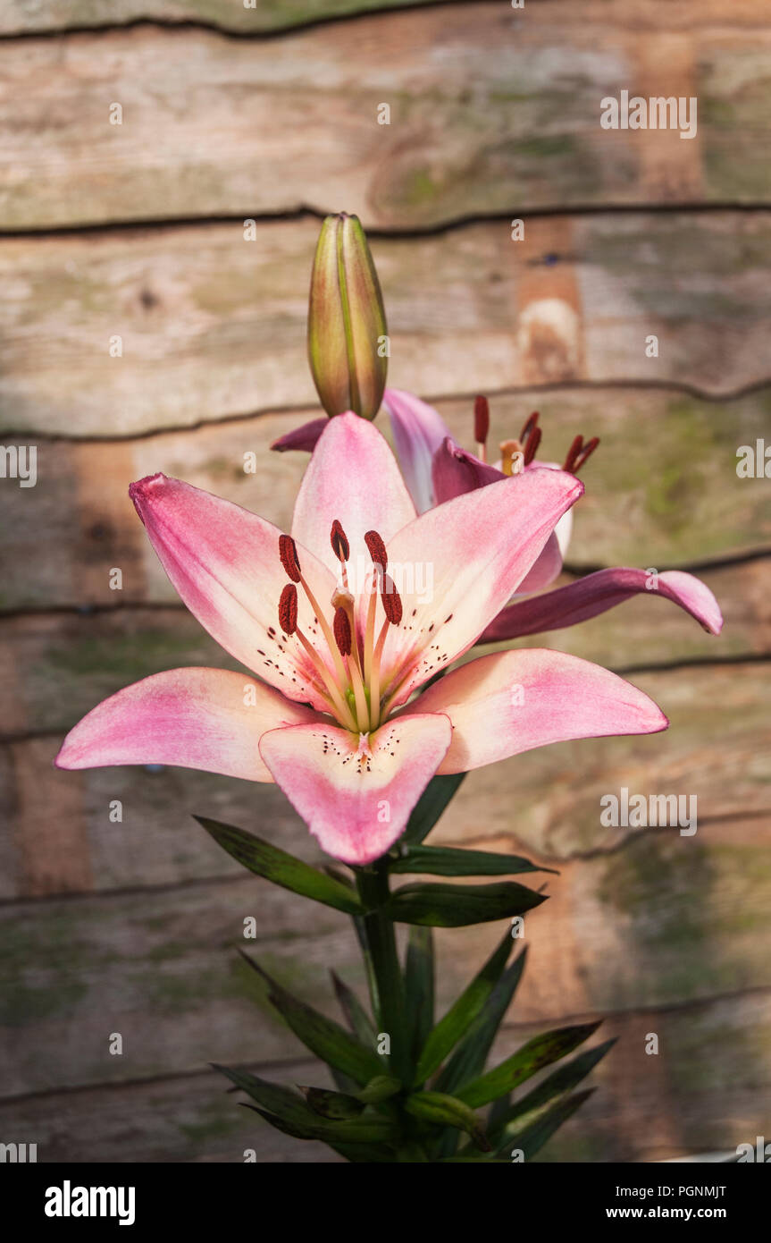 Close up of lily Lollypop. Single plant with bud against fence ...