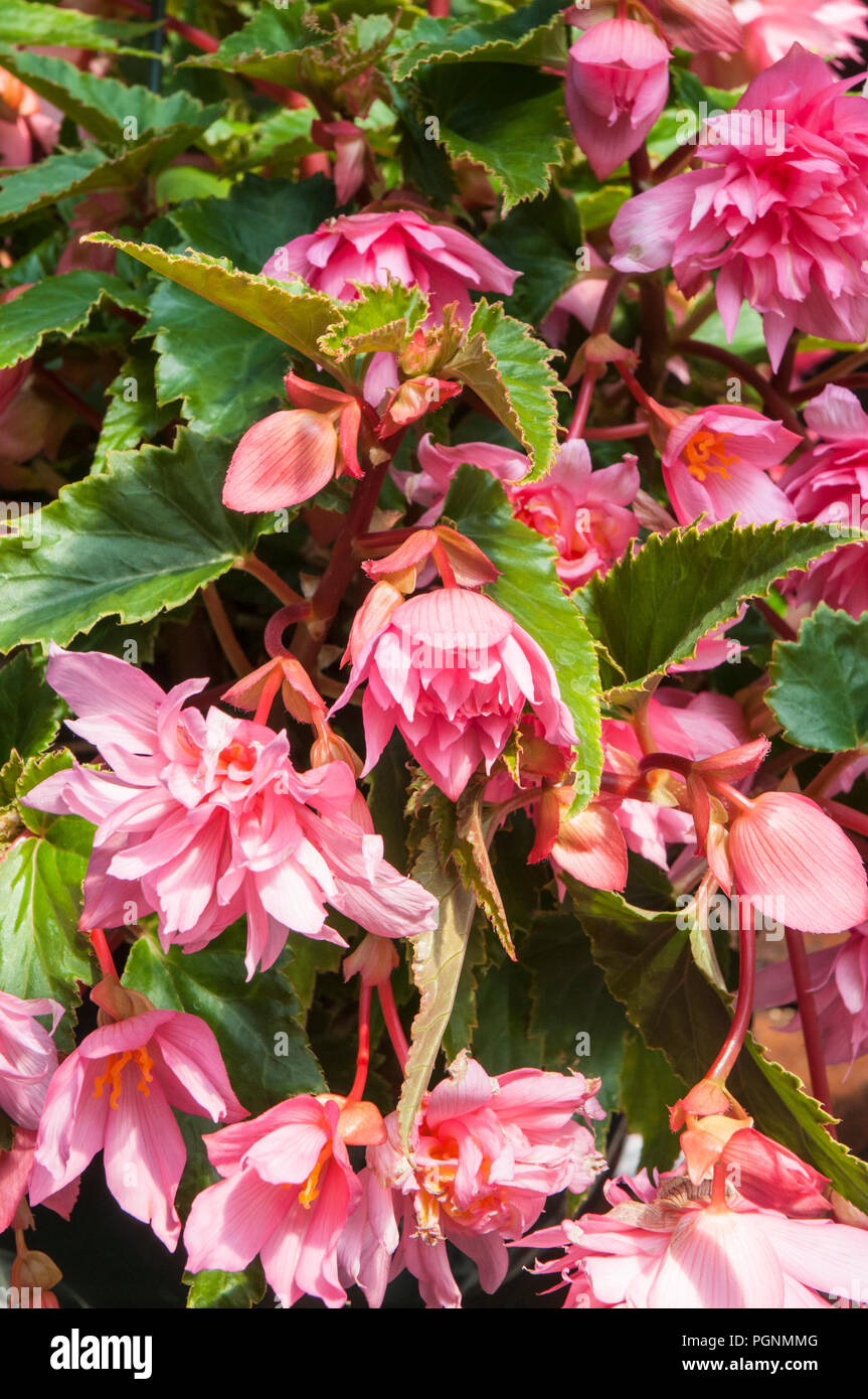 Trailing begonia hi-res stock photography and images - Alamy