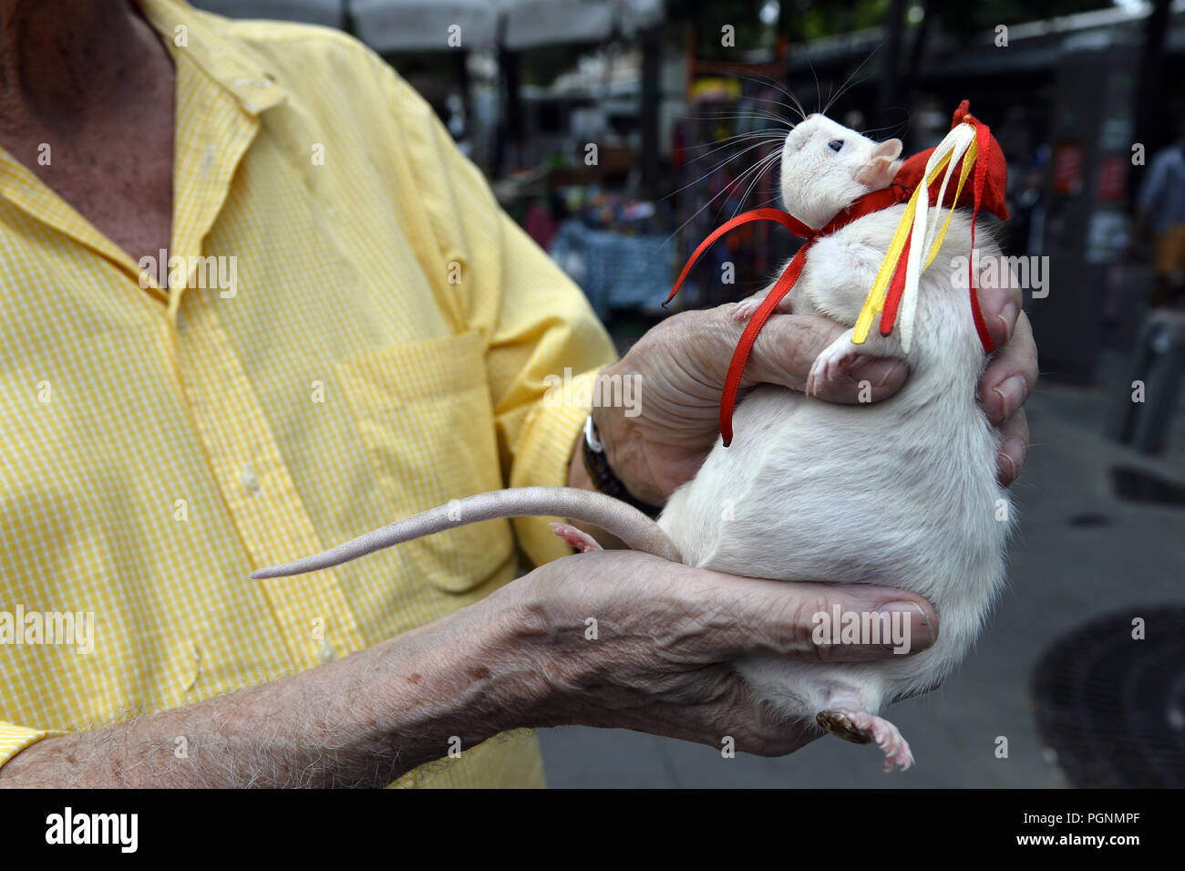 Domestic rat hi-res stock photography and images - Alamy