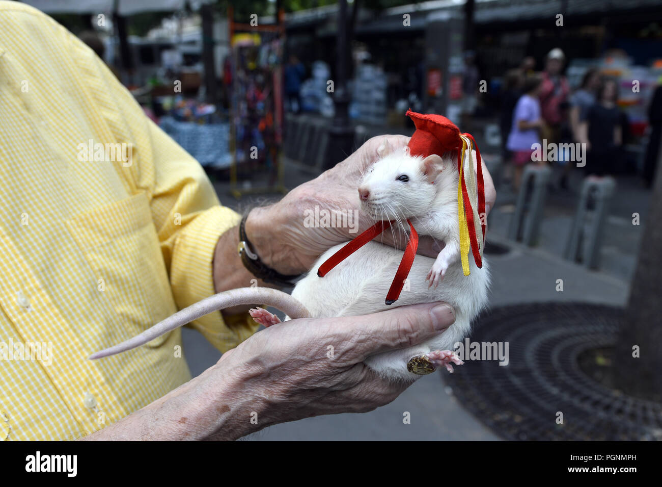 Domestic rat hi-res stock photography and images - Alamy