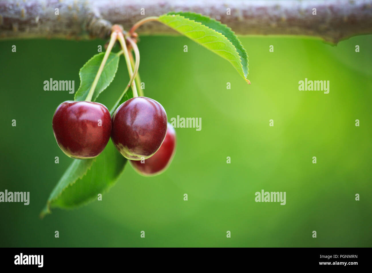 Cherries hanging from tree hi-res stock photography and images - Alamy