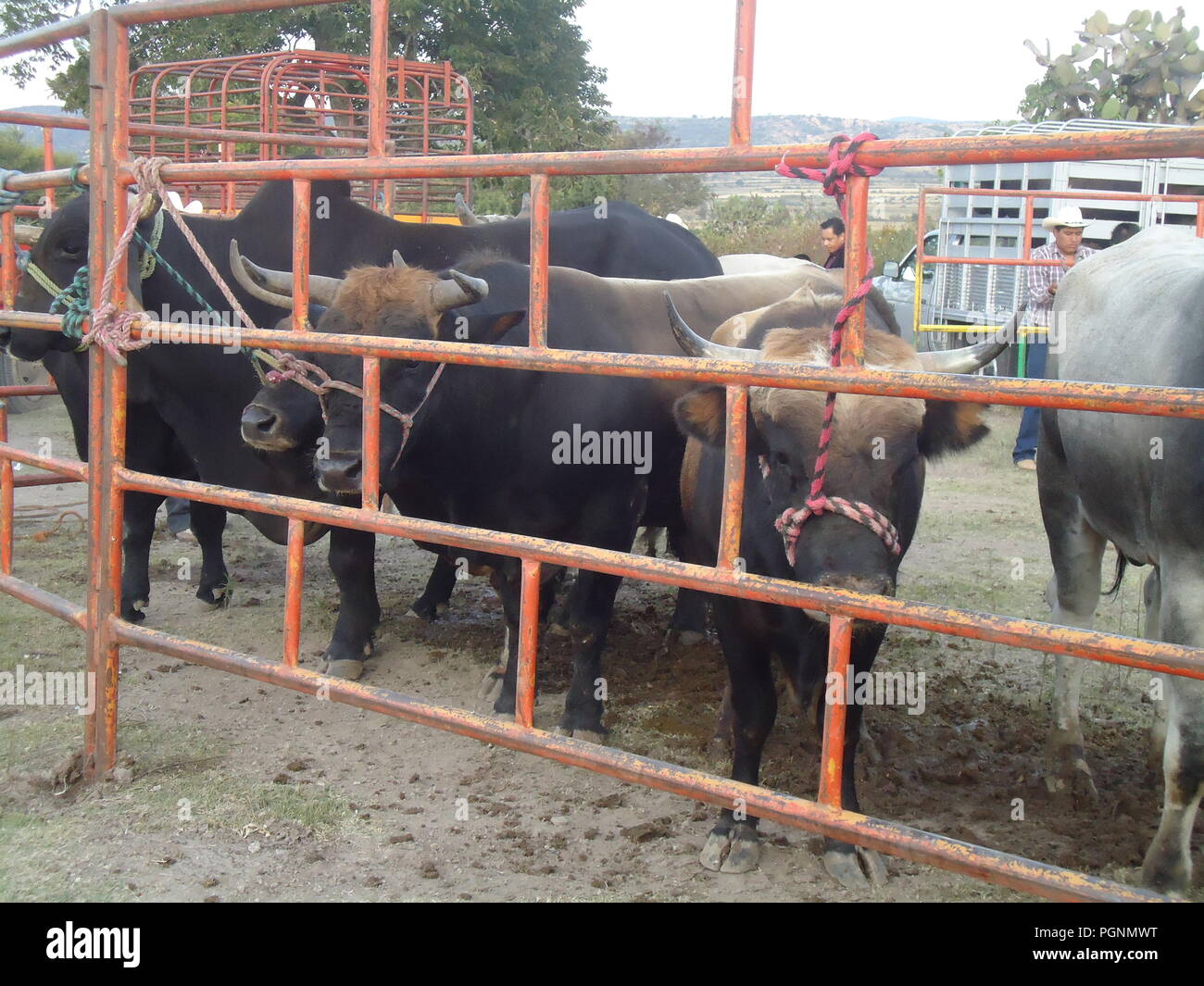 Ferocious bulls hi-res stock photography and images - Alamy