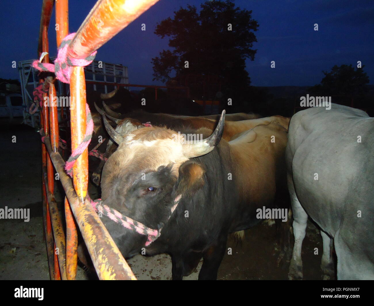 Ferocious bulls hi-res stock photography and images - Alamy