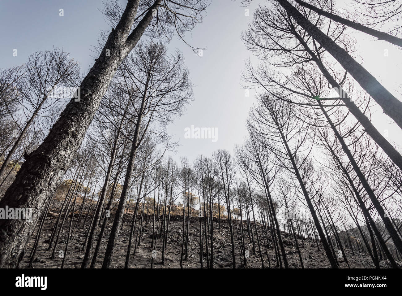 Burned trees after forest fire hi-res stock photography and images - Alamy