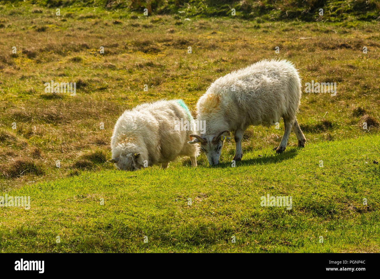 couple of sheep pasturing in a field in the Isle of Lewis Stock Photo ...