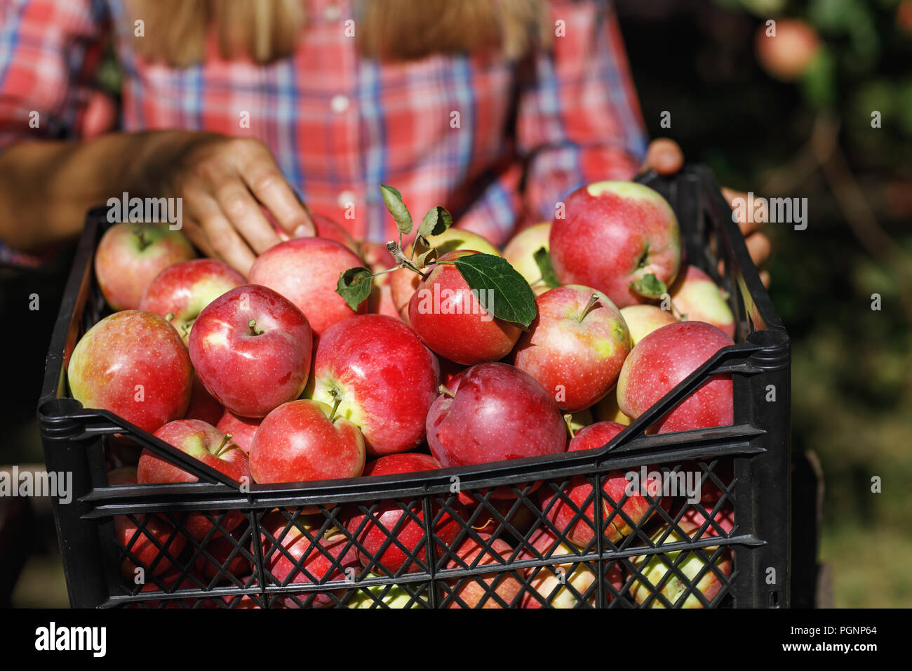 Inspects the harvest hi-res stock photography and images - Alamy