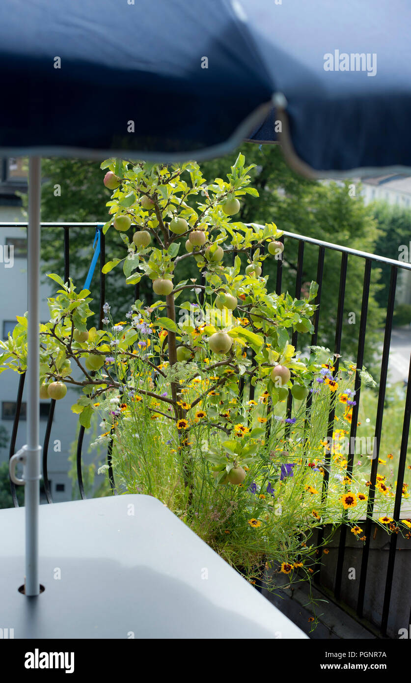 Grow your own on your rooftop hi-res stock photography and images - Alamy