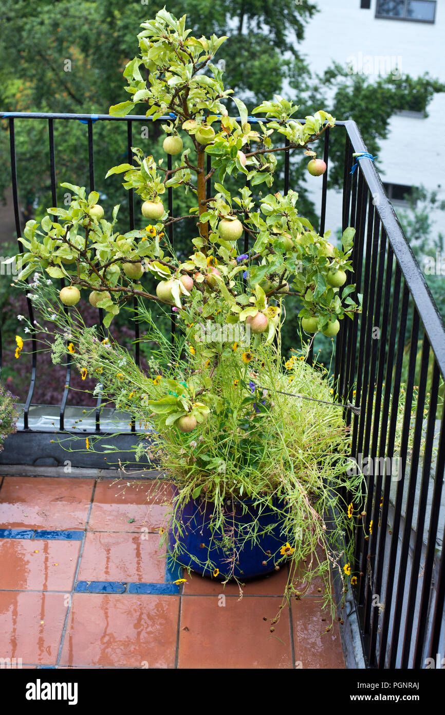 Apple tree pot hi-res stock photography and images - Alamy