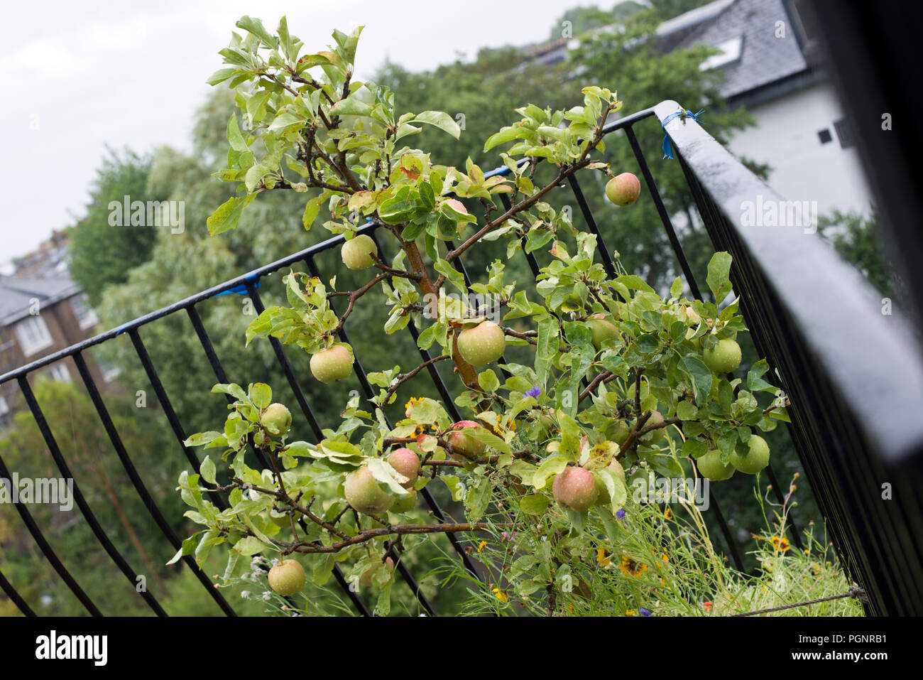 Trees veranda balcony hi-res stock photography and images - Alamy