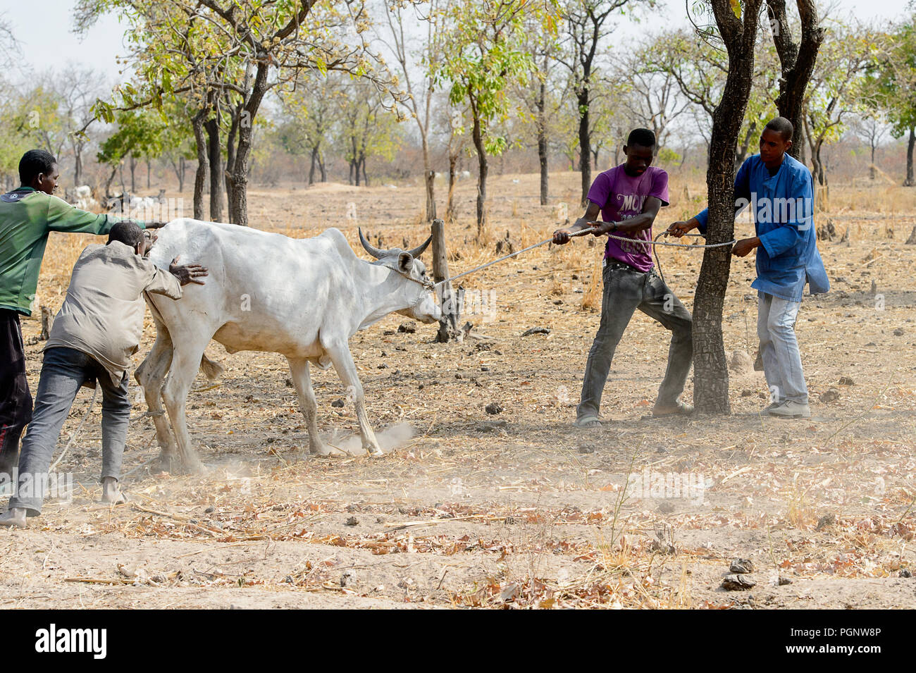 BRONG AHAFO, GHANA - JAN 15, 2017: Unidentified Fulani men pull the ...