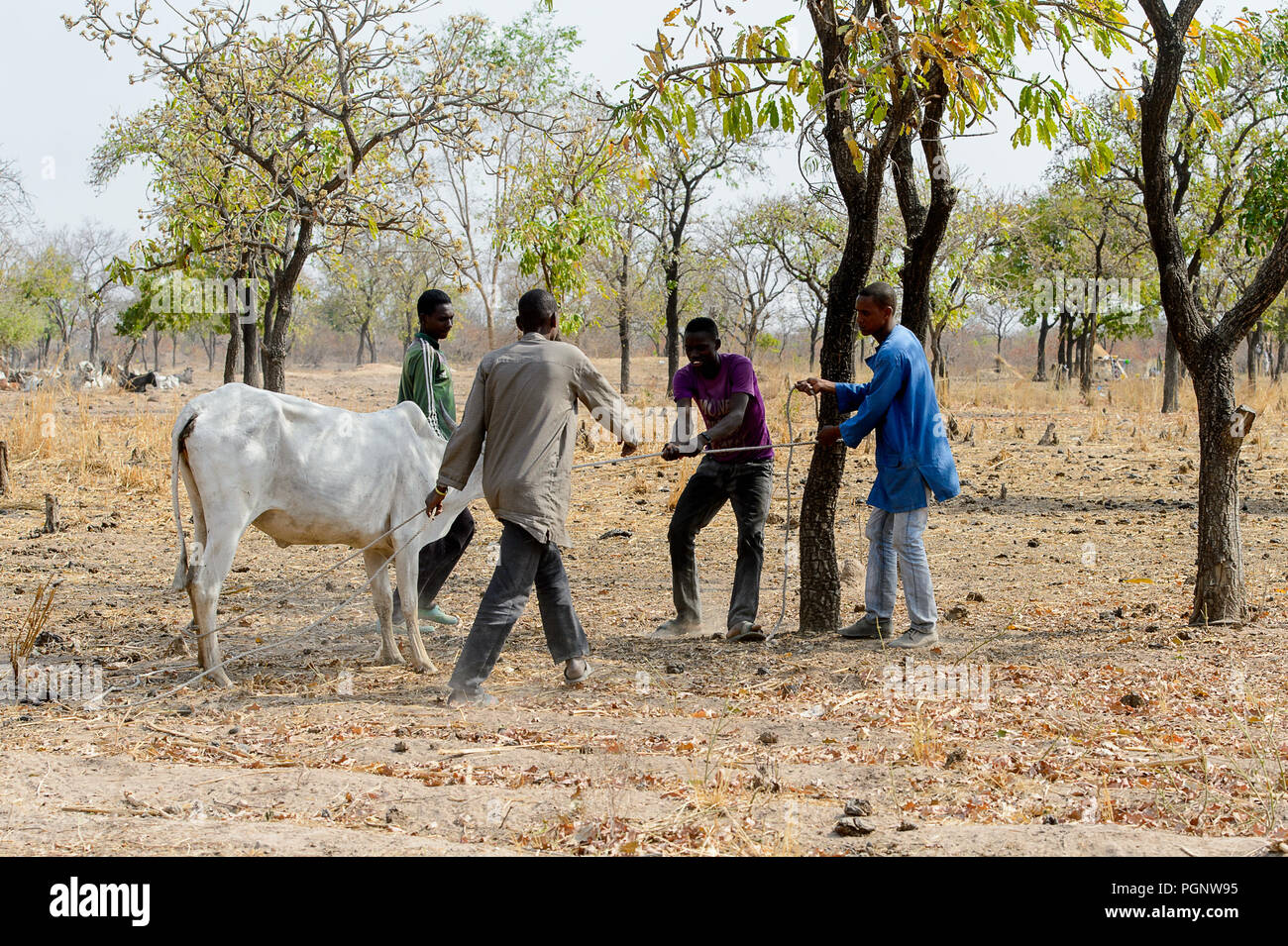 BRONG AHAFO, GHANA - JAN 15, 2017: Unidentified Fulani men pull the ...